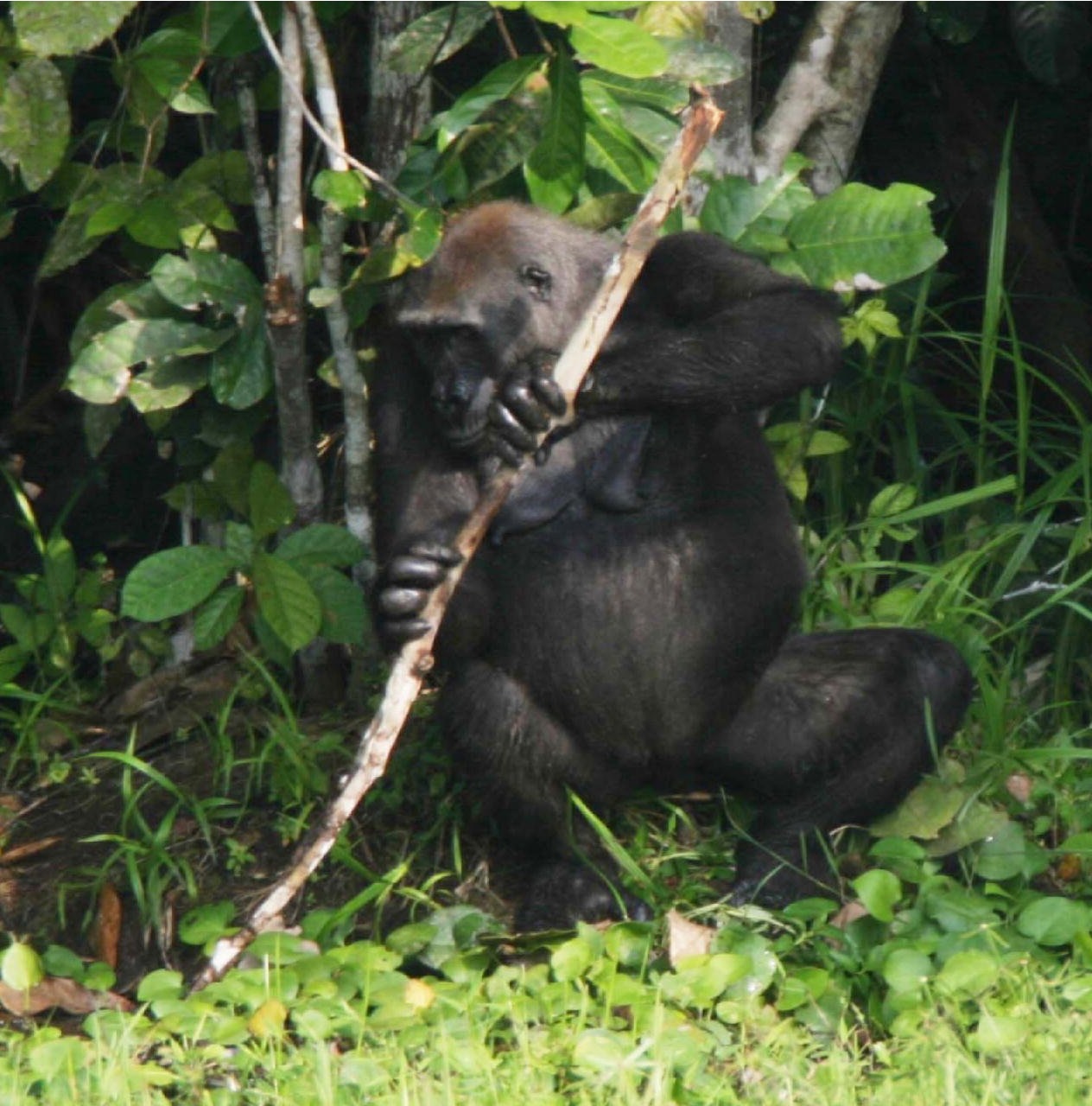 Technoethics and the Curious Ape - Steven R. Southard (Poseidon's Scribe)